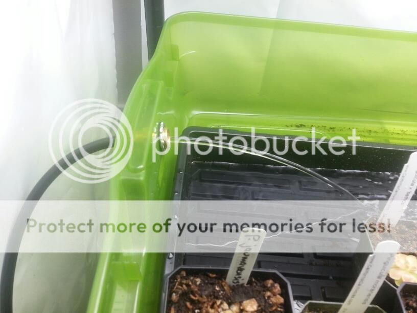 Semi-Hydroponic UPDATE w/ Pics - FlyTrapCare Forums